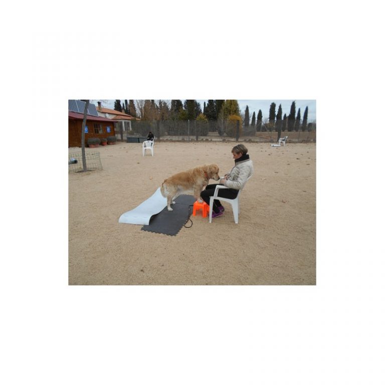 Curso de clícker y certificación CAP1 en Sevilla