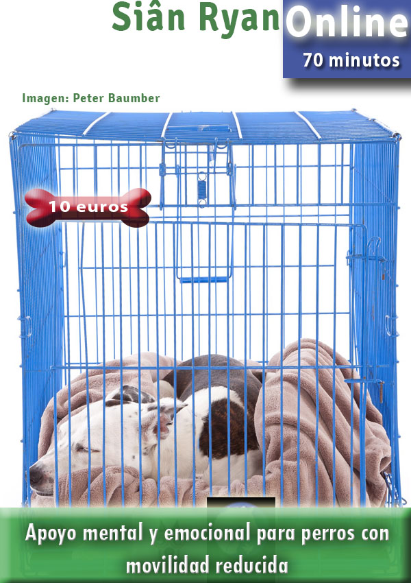 Apoyo mental y emocional para perros con movilidad reducida. - Edogtorial